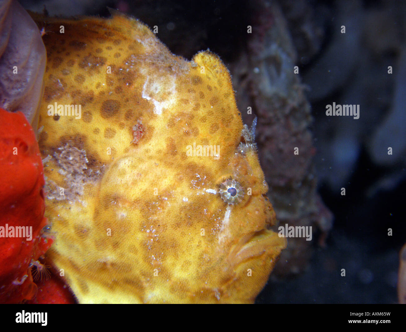 Parque nacional de bali barat Banque de photographies et d’images à haute résolution - Alamy