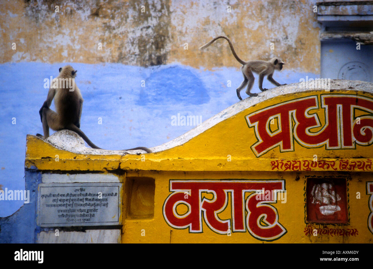 Singes langur gris Banque de photographies et d’images à haute ...