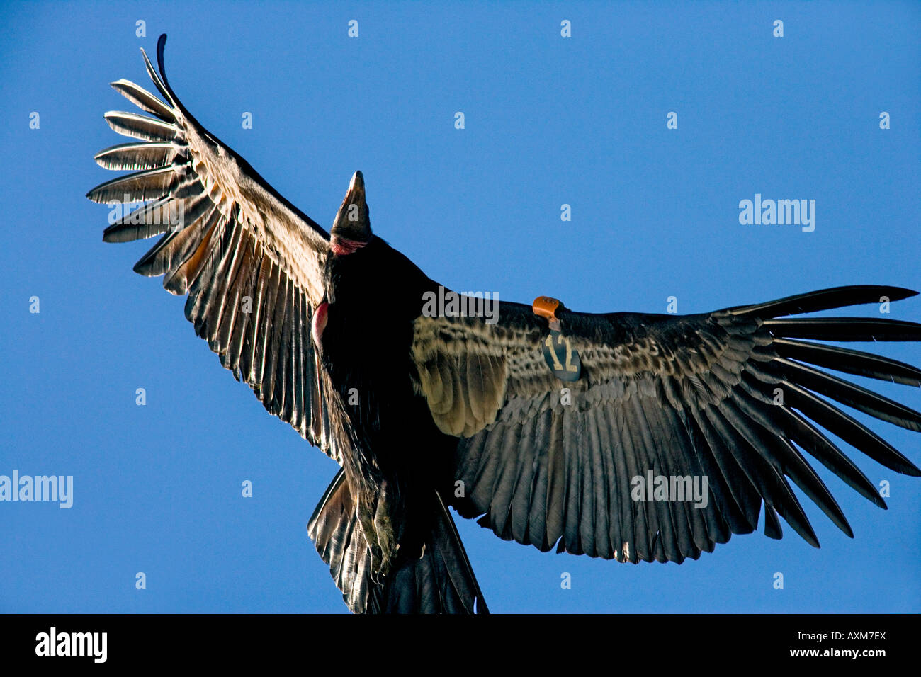 Condor de Californie disparition planeur sur la côte de Big Sur et dans ...