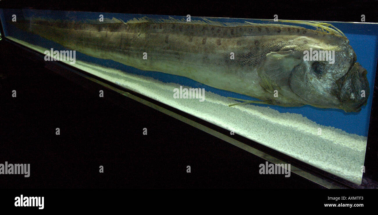 Regalecus glesne oarfish Banque de photographies et d’images à haute ...