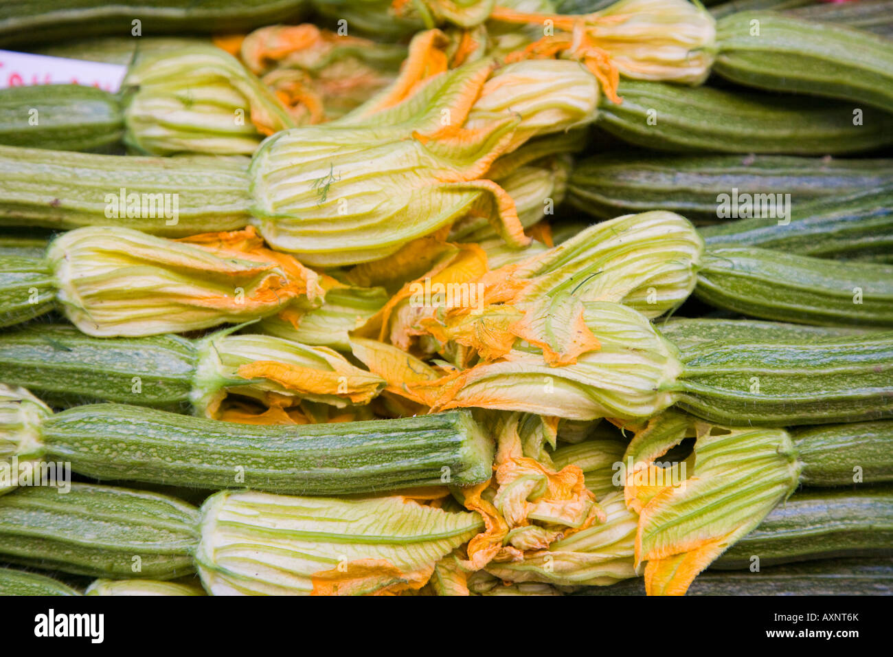 Courgette firenze Banque de photographies et d’images à haute ...