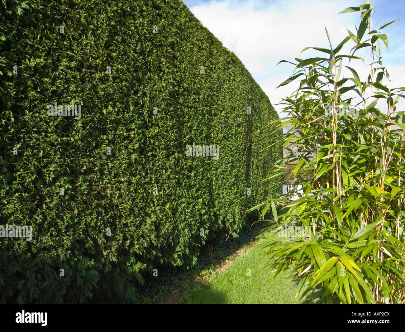 Tall hedge Banque de photographies et d’images à haute résolution - Alamy