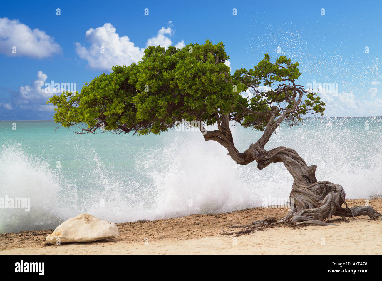 Arbre divi divi Banque de photographies et d’images à haute résolution ...