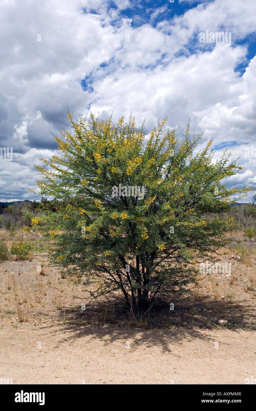 Rhigozum brevispinosum Banque de photographies et d’images à haute ...