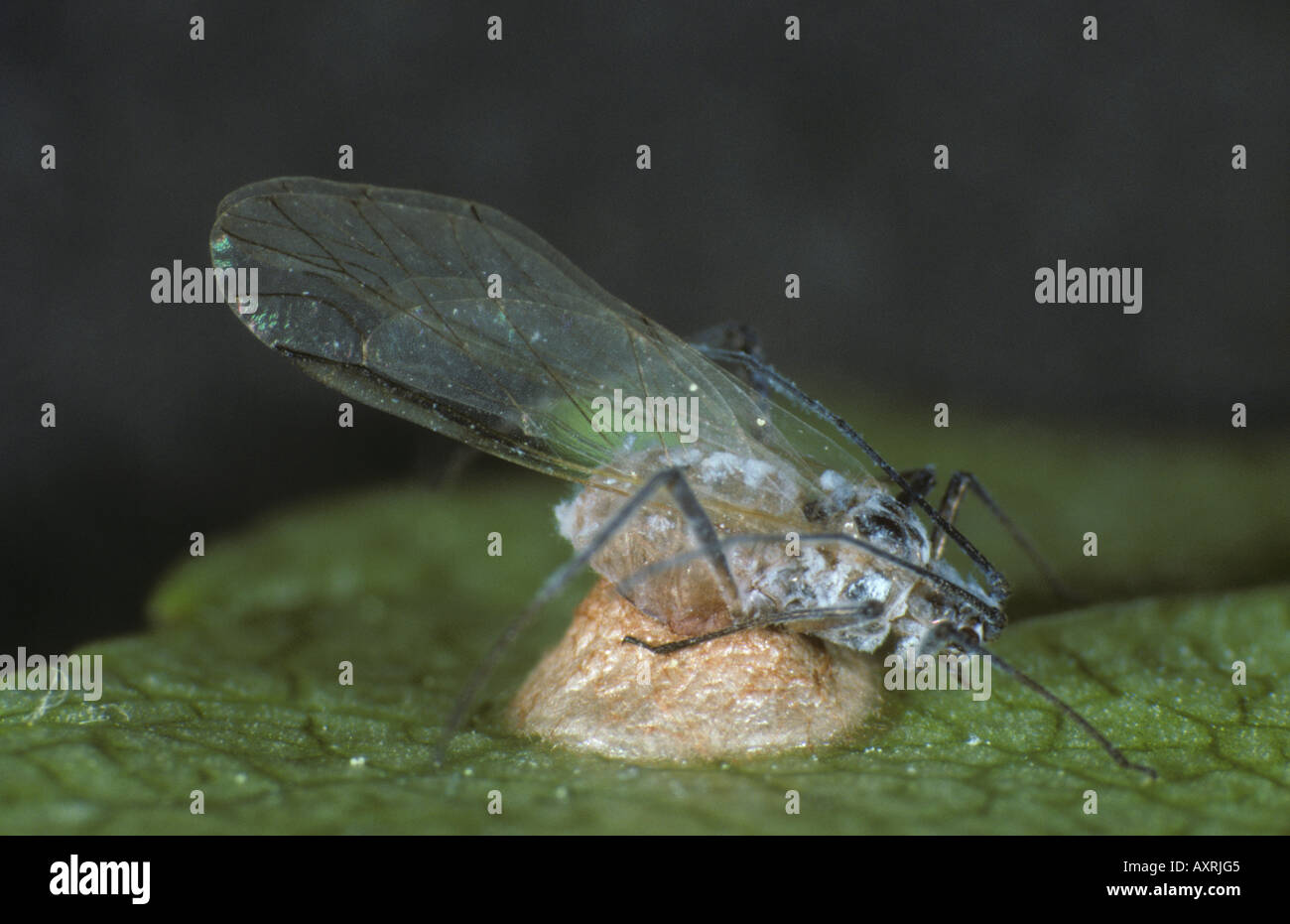 Momie de pucerons Banque de photographies et d’images à haute ...