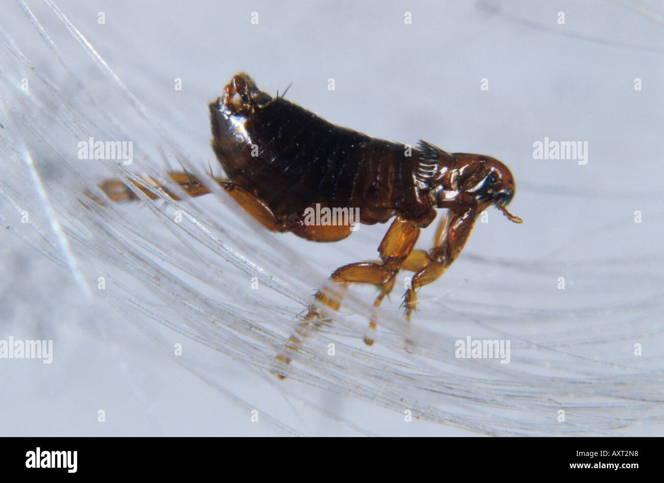 Piqûre de puce sur chien Banque de photographies et d’images à haute ...