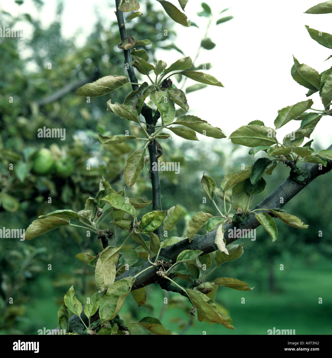 Arbre fruitier acarien rouge Banque de photographies et d’images à ...