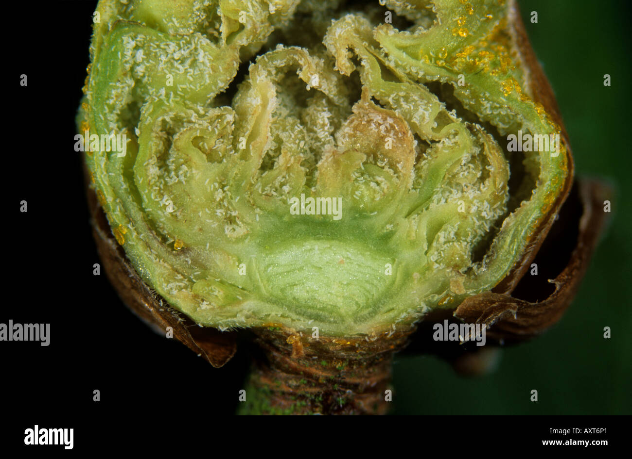 Bud gall Banque de photographies et d’images à haute résolution - Alamy
