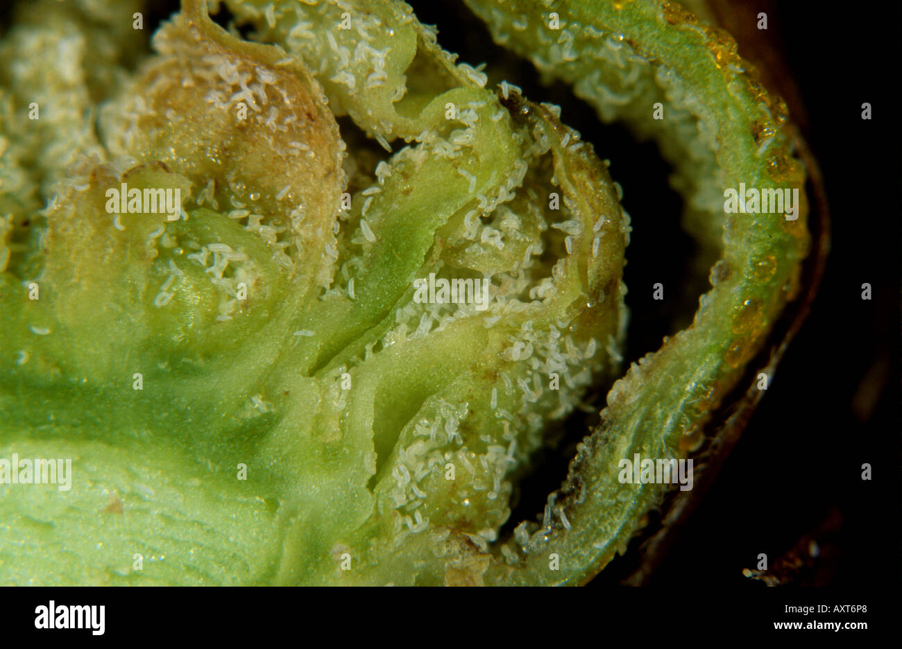 Bud gall Banque de photographies et d’images à haute résolution - Alamy