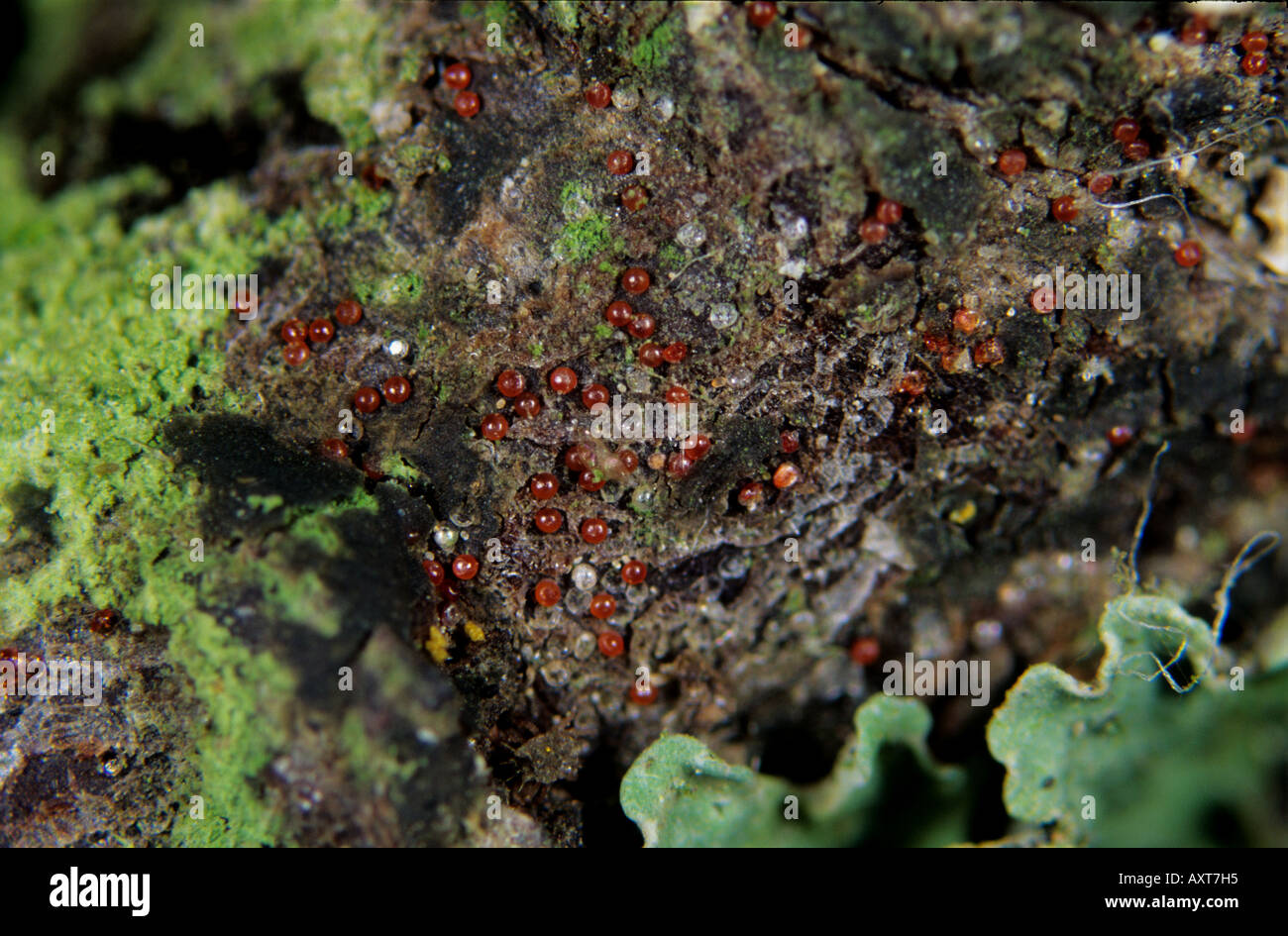 Panonychus ulmi Banque de photographies et d’images à haute résolution ...