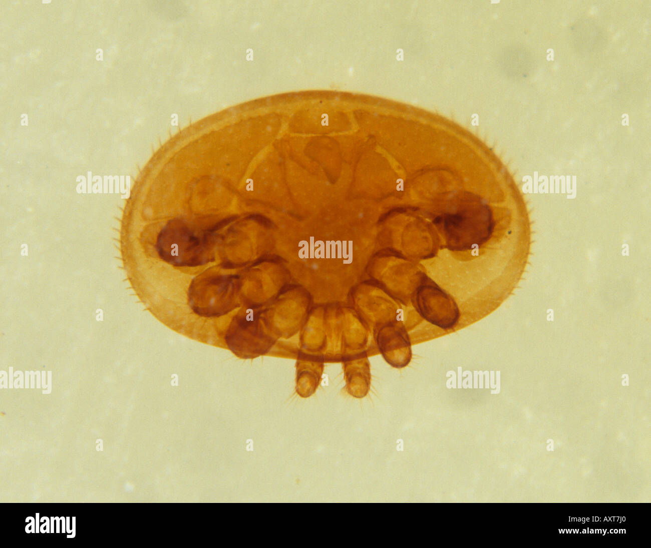 Parasite des abeilles Banque de photographies et d’images à haute ...