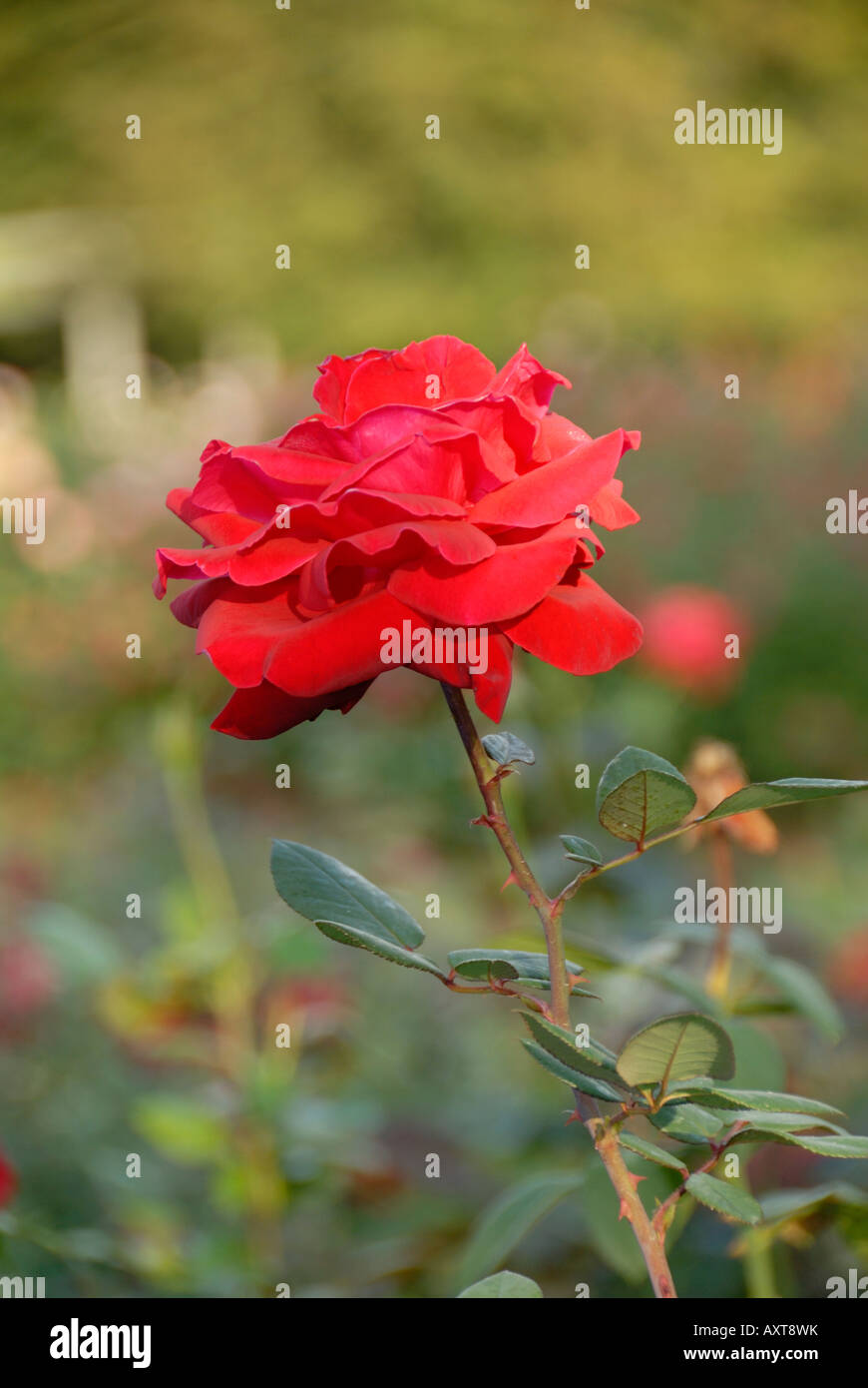 Lion rose Banque de photographies et d’images à haute résolution - Alamy