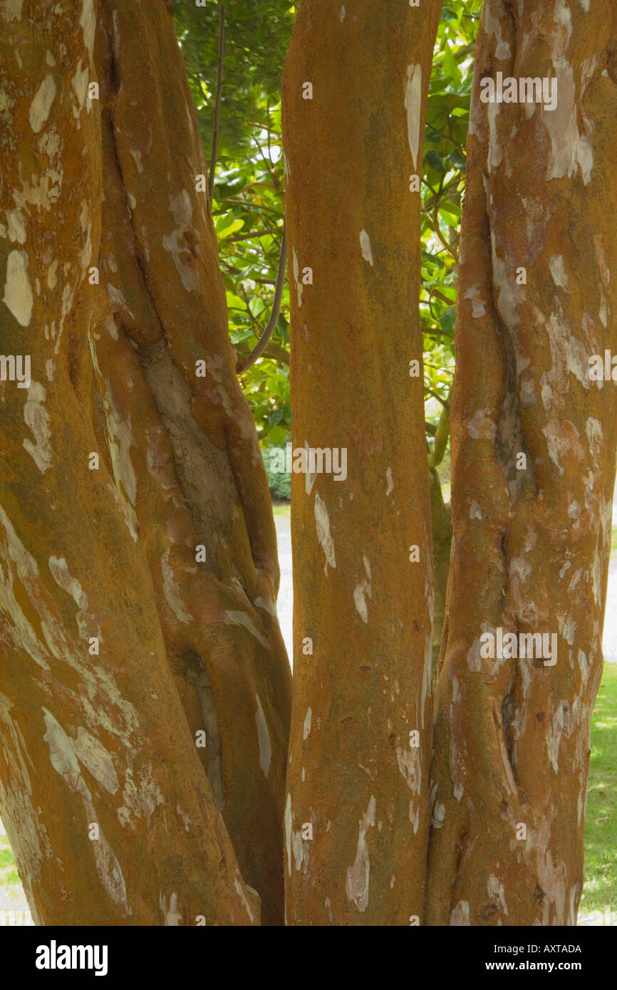 Myrtus apiculata Banque de photographies et d’images à haute résolution ...