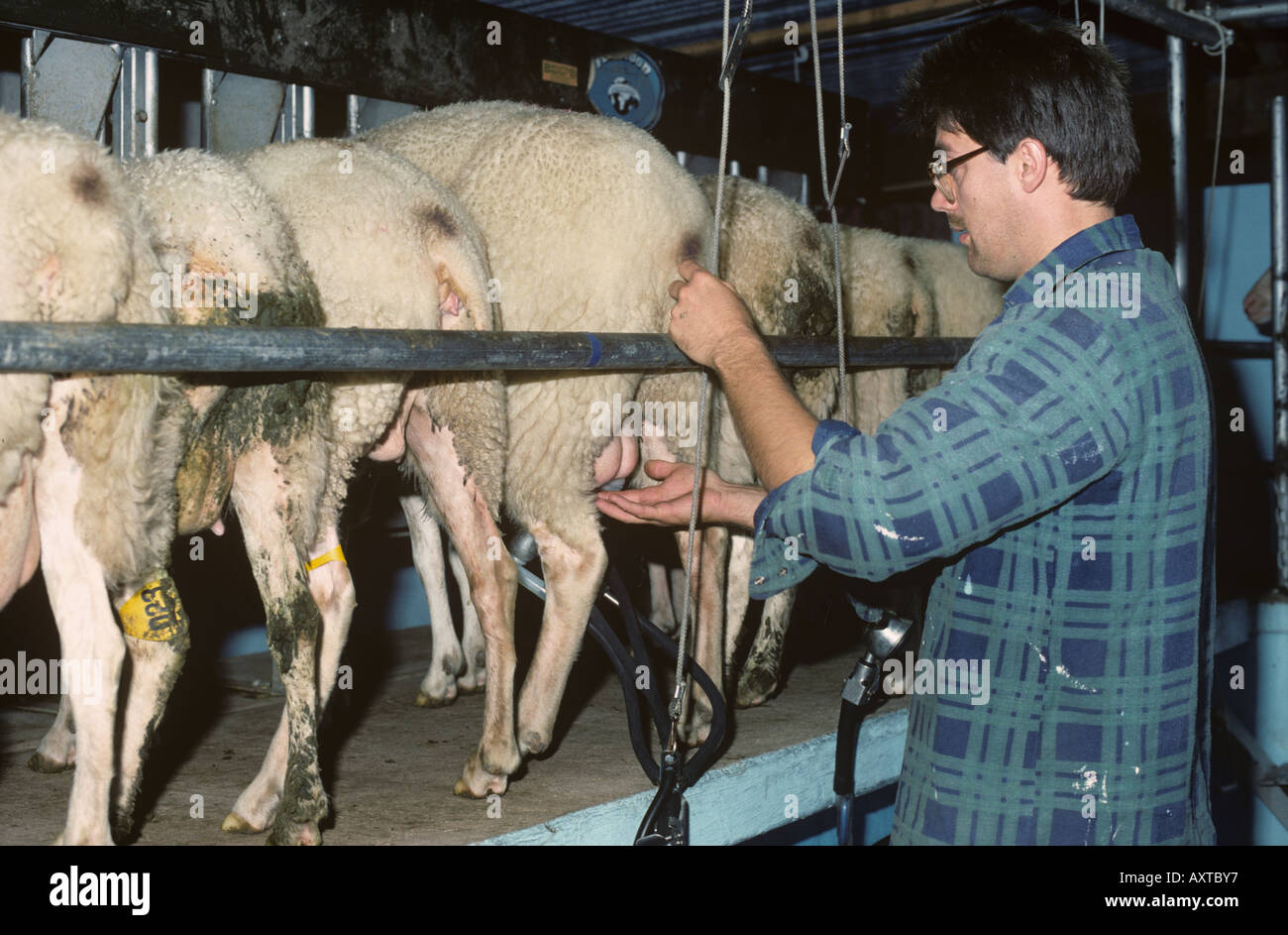 Salle de traite brebis Banque de photographies et d’images à haute ...