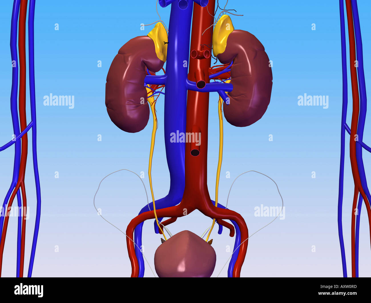 Anatomie du système urinaire Banque de photographies et d’images à ...