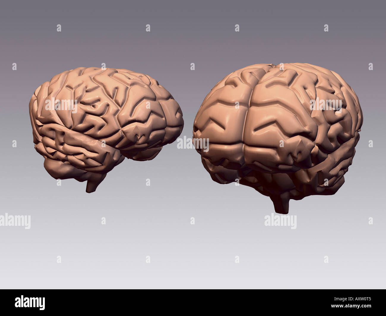 Human brains Banque de photographies et d’images à haute résolution - Alamy