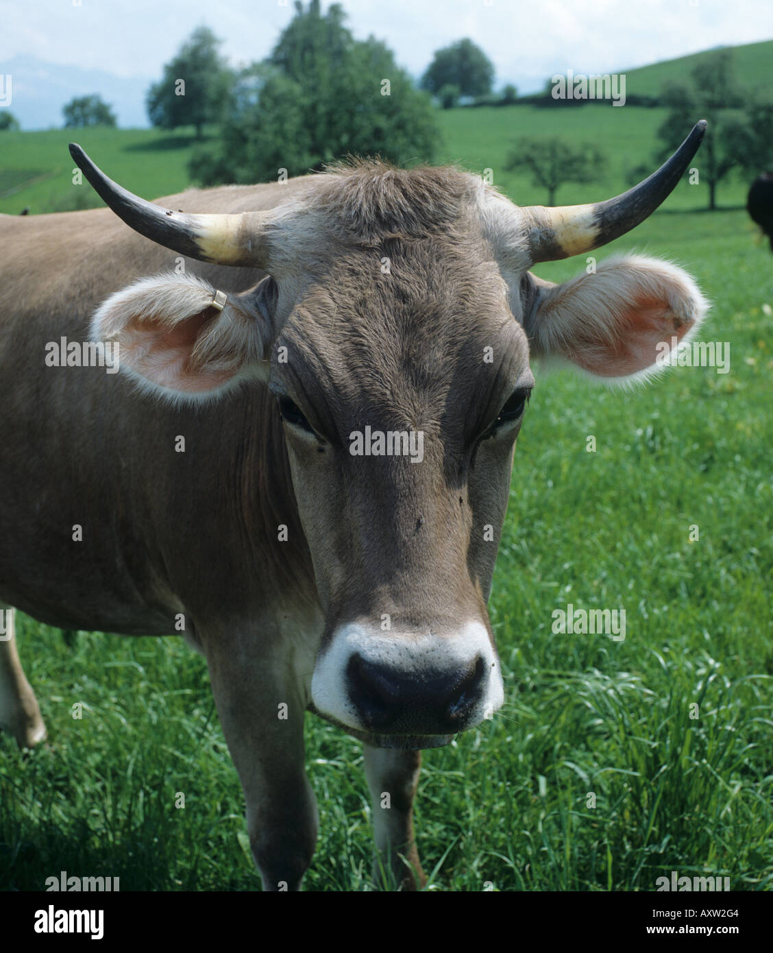 Tête et cornes de Braunvieh ou de vache brune suisse à triple usage sur ...