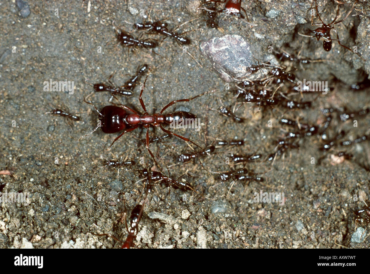Fourmis légionnaires dorylinae Banque de photographies et d’images à ...