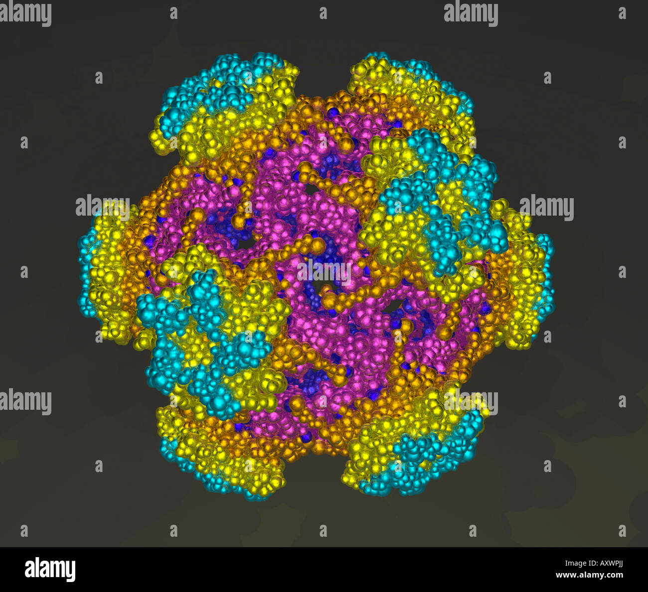 Virus du papillome humain Banque de photographies et d’images à haute ...