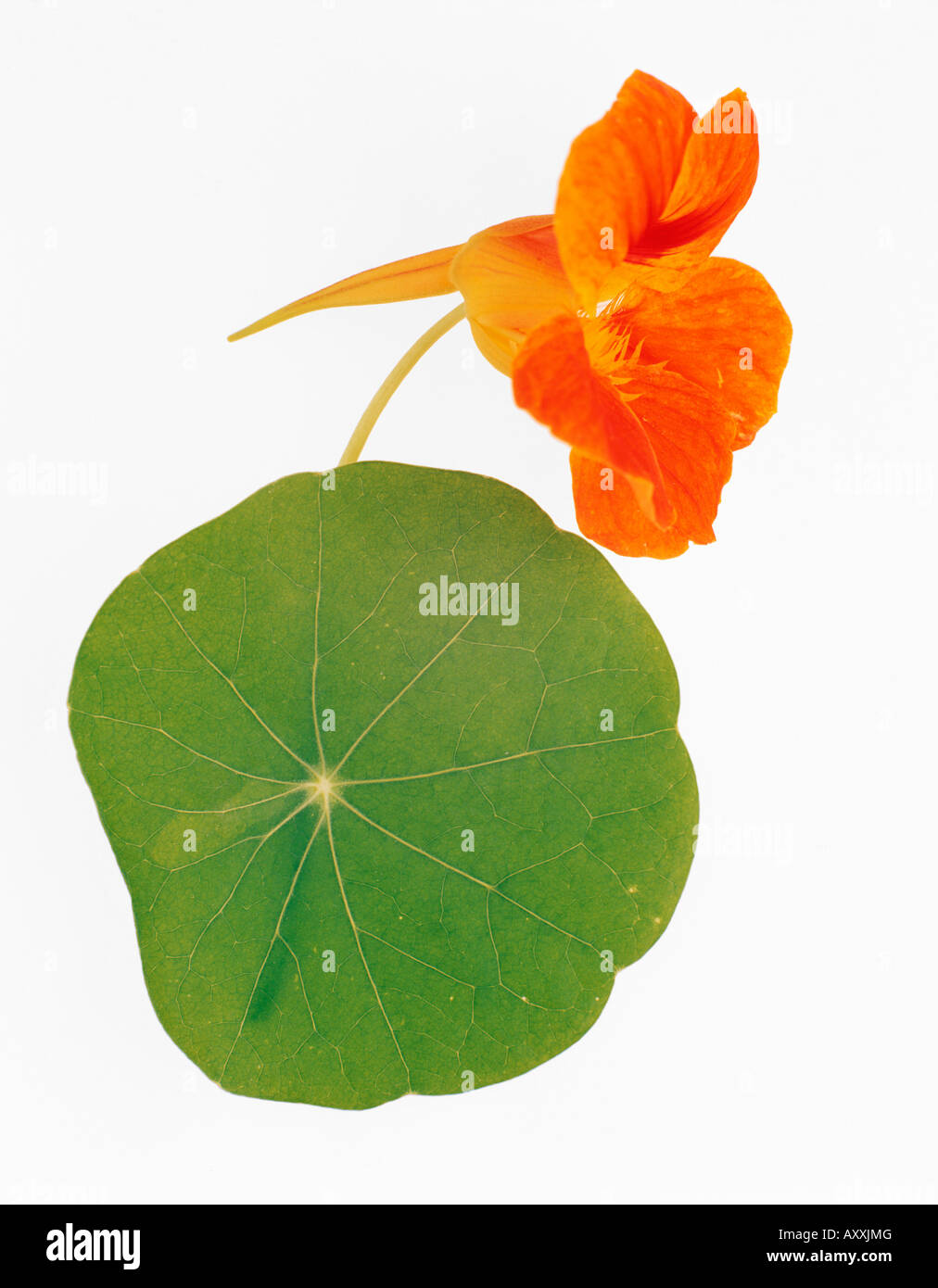 Indian cress tropaeolum majus Banque d'images détourées - Alamy