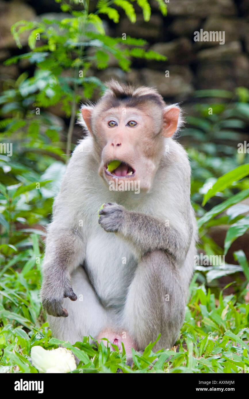 Monkeys eating corn Banque de photographies et d’images à haute résolution - Alamy