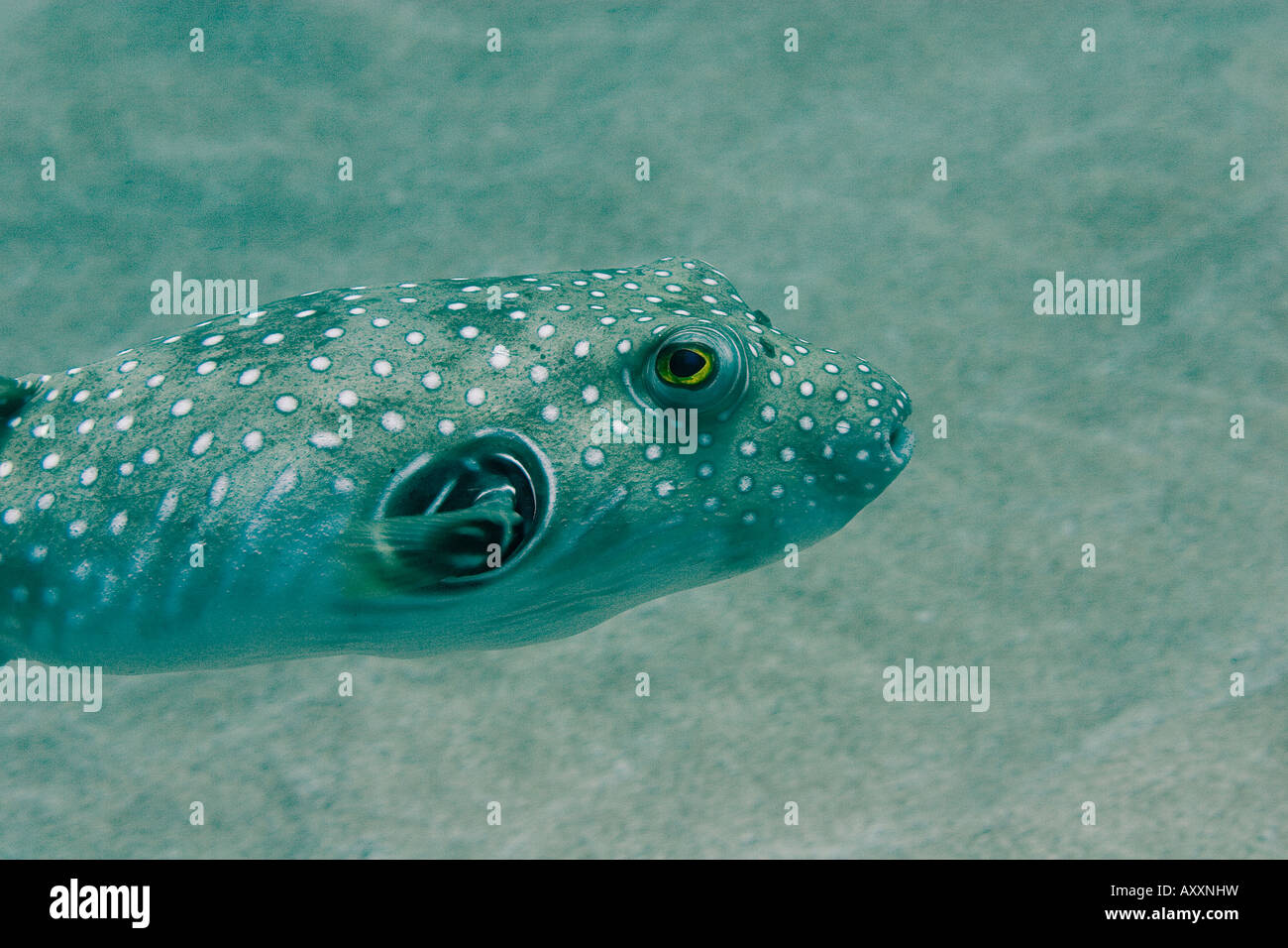 Poisson globe dans le sable Banque de photographies et d’images à haute ...