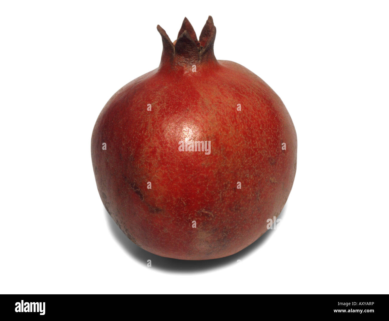 Le grenadier (Punica granatum) est un arbuste à feuilles caduques ...