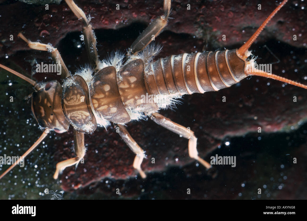Stonefly larva Banque de photographies et d’images à haute résolution ...