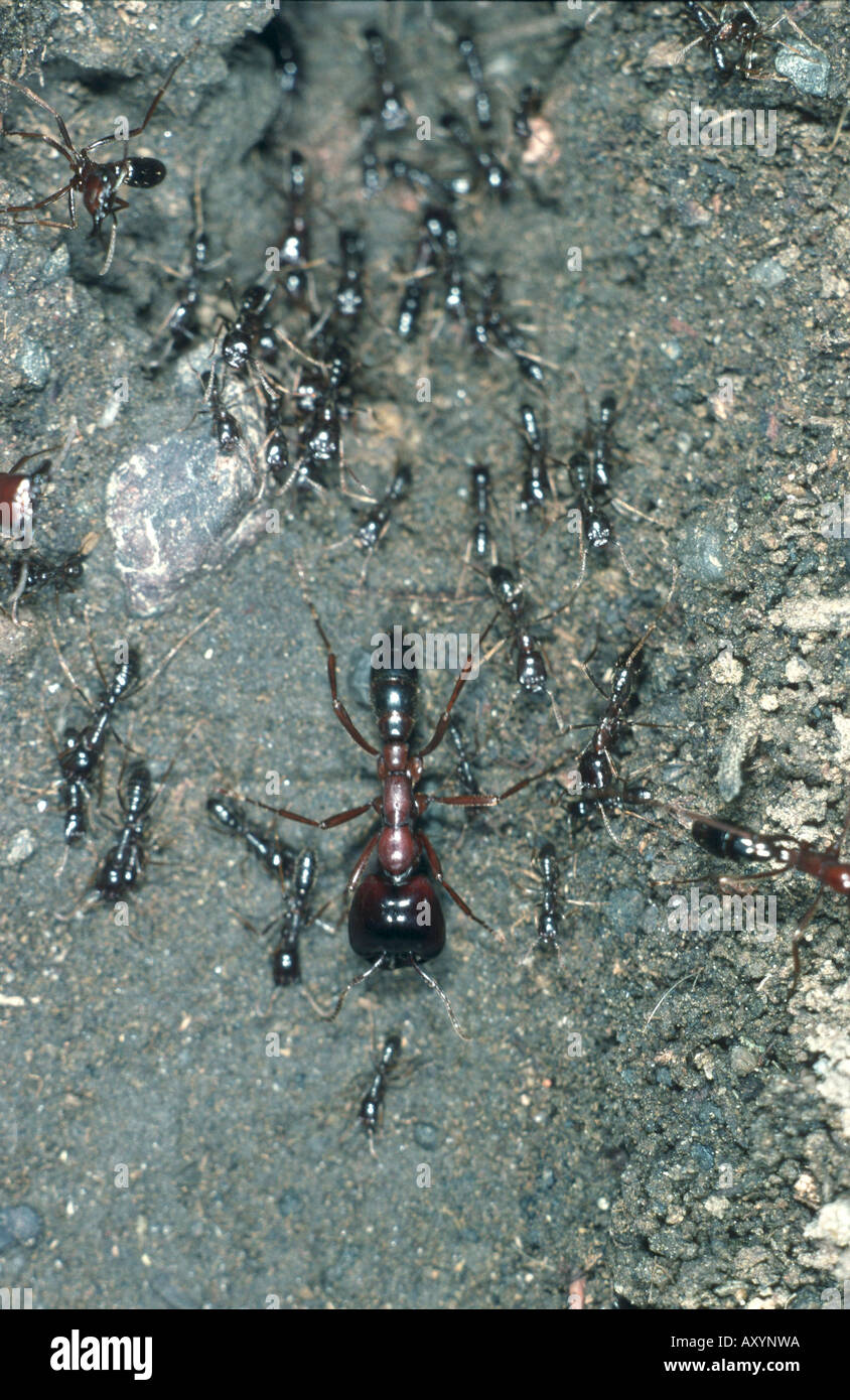 Fourmis légionnaires dorylinae Banque de photographies et d’images à ...