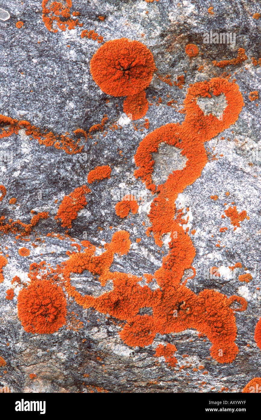 Xanthoria spp Banque de photographies et d’images à haute résolution ...