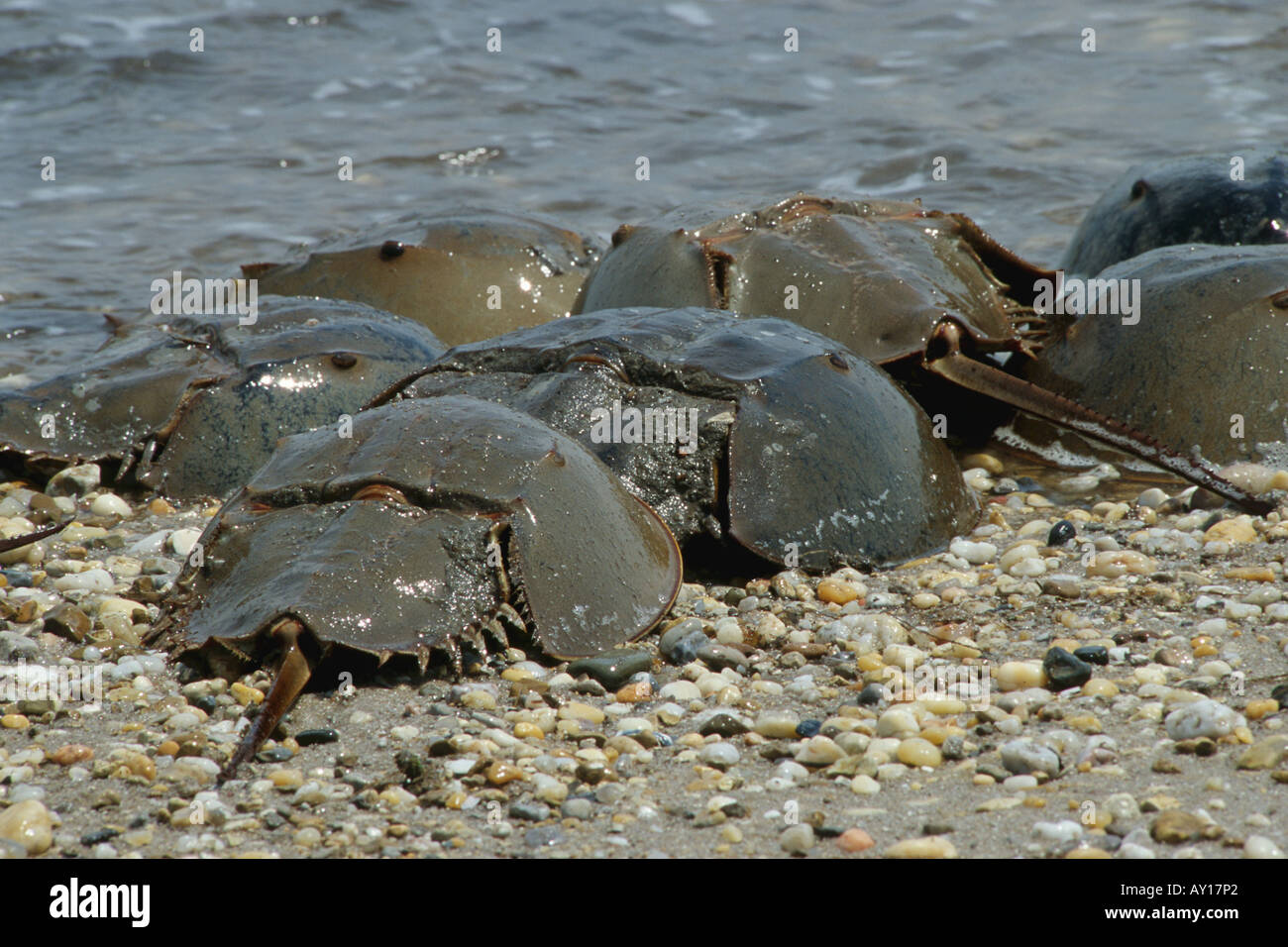 Horseshoe crabs reproduction Banque de photographies et d’images à ...