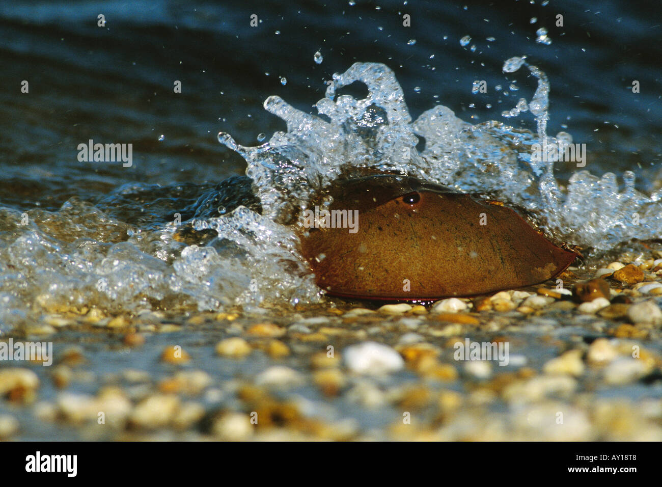 Horseshoe crabs reproduction Banque de photographies et d’images à ...