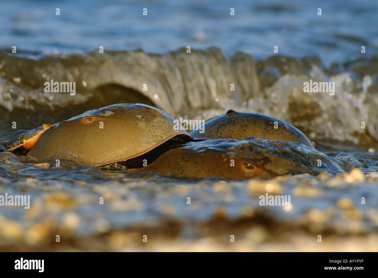 Horseshoe crabs reproduction Banque de photographies et d’images à ...