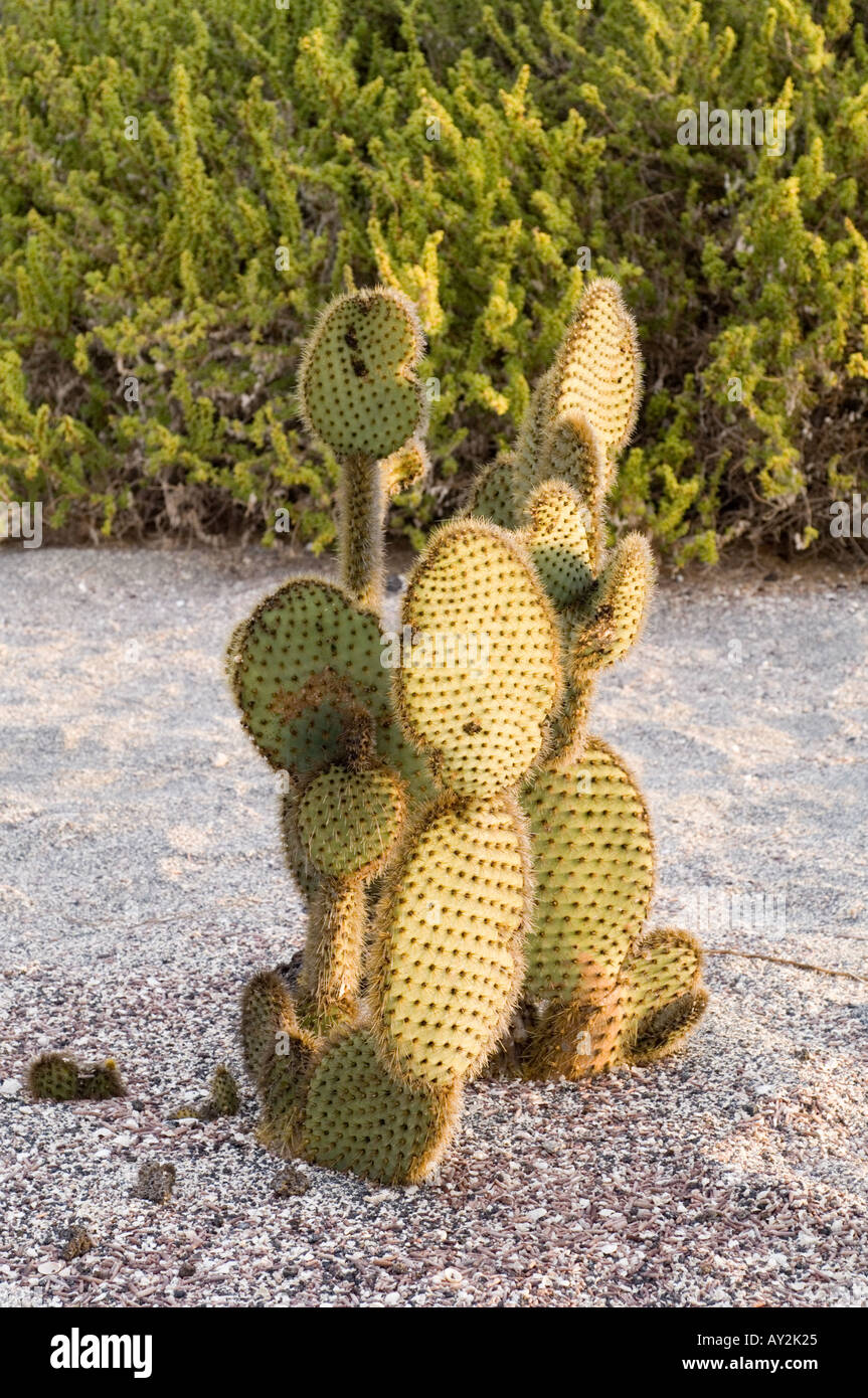 Cactus géant (Opuntia echios) croissant à l'ancienne station radar USA ...