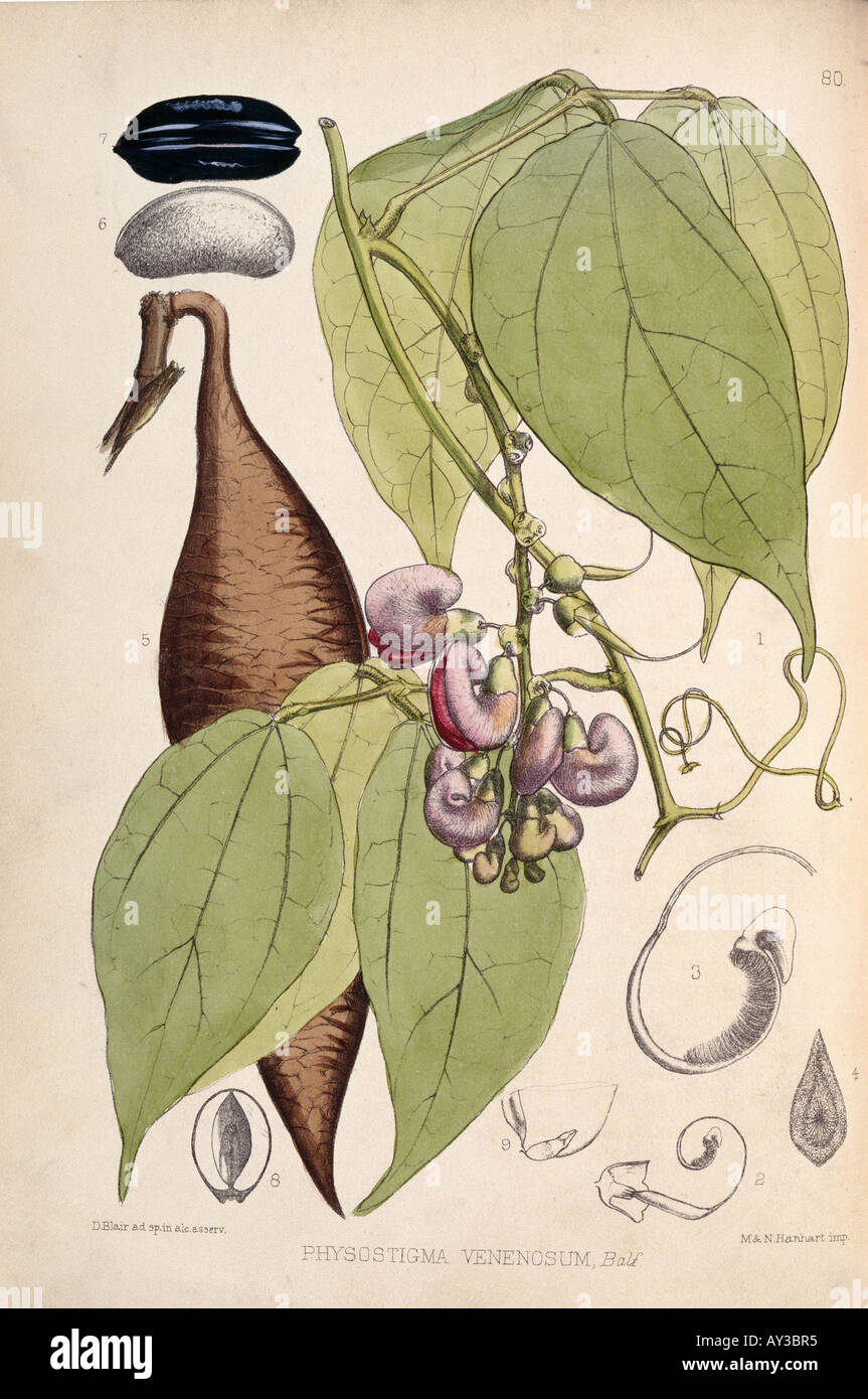 Calabar bean Banque de photographies et d’images à haute résolution - Alamy