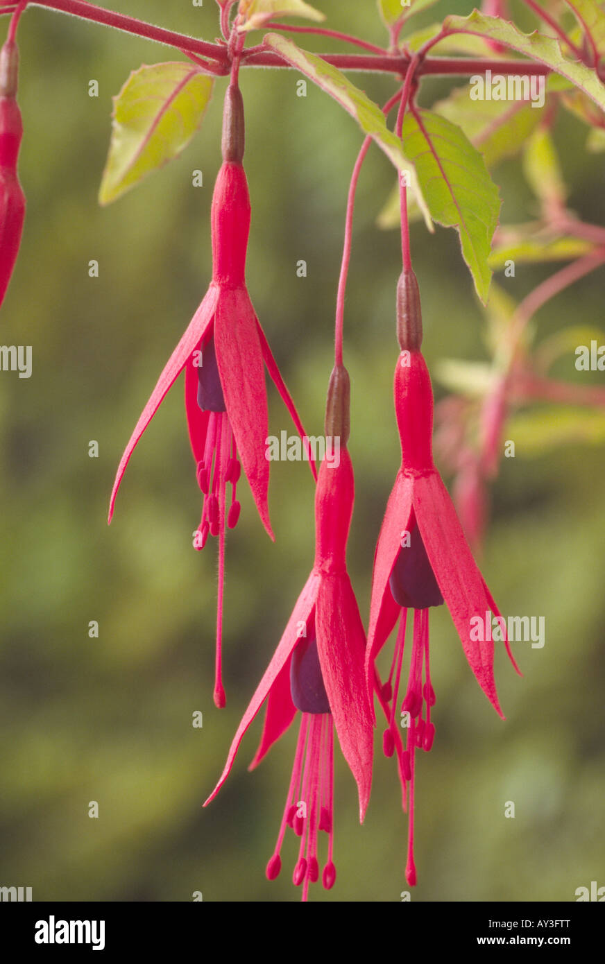 Fuchsia magellanica gracilis aurea Banque de photographies et d’images ...