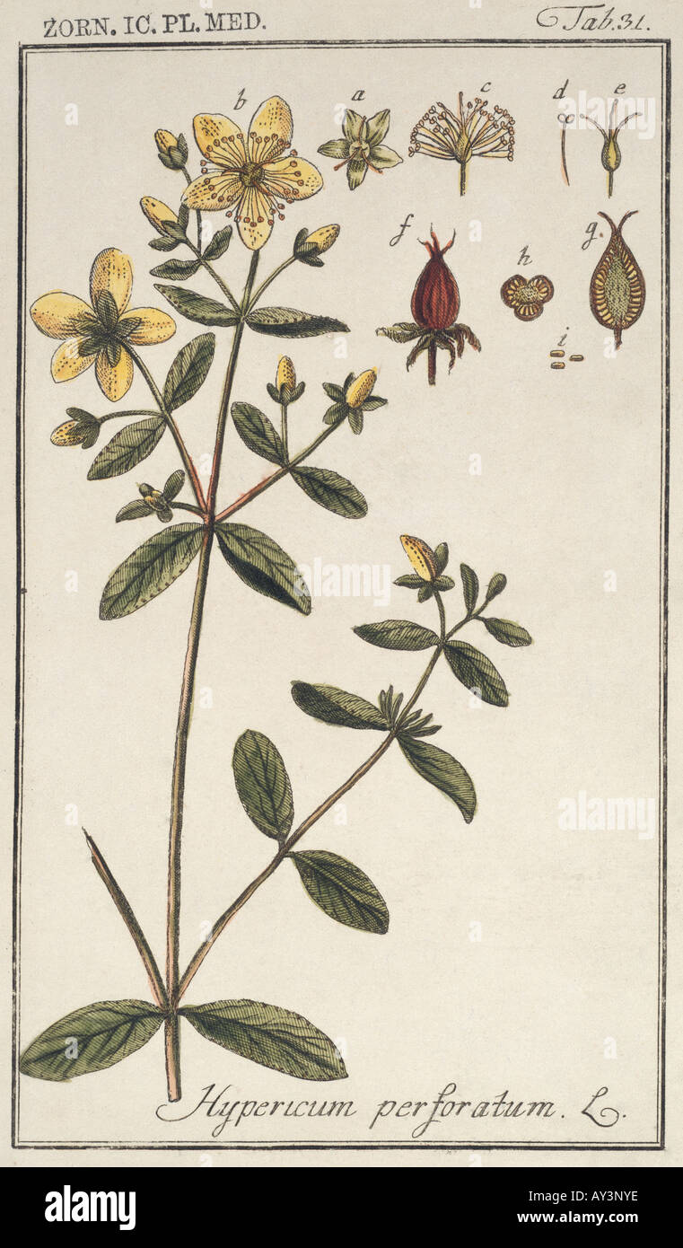 Hypericum perforatum dessin Banque de photographies et d’images à haute ...
