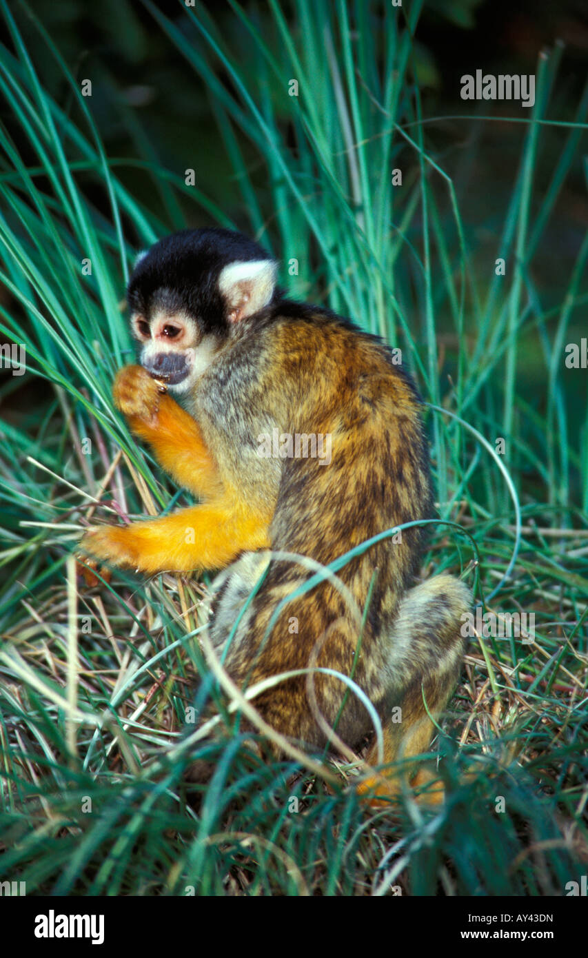 Singe écureuil Saimiri sciureus AMAZON RAINFOREST AMAZONAS BRÉSIL MAZON ...