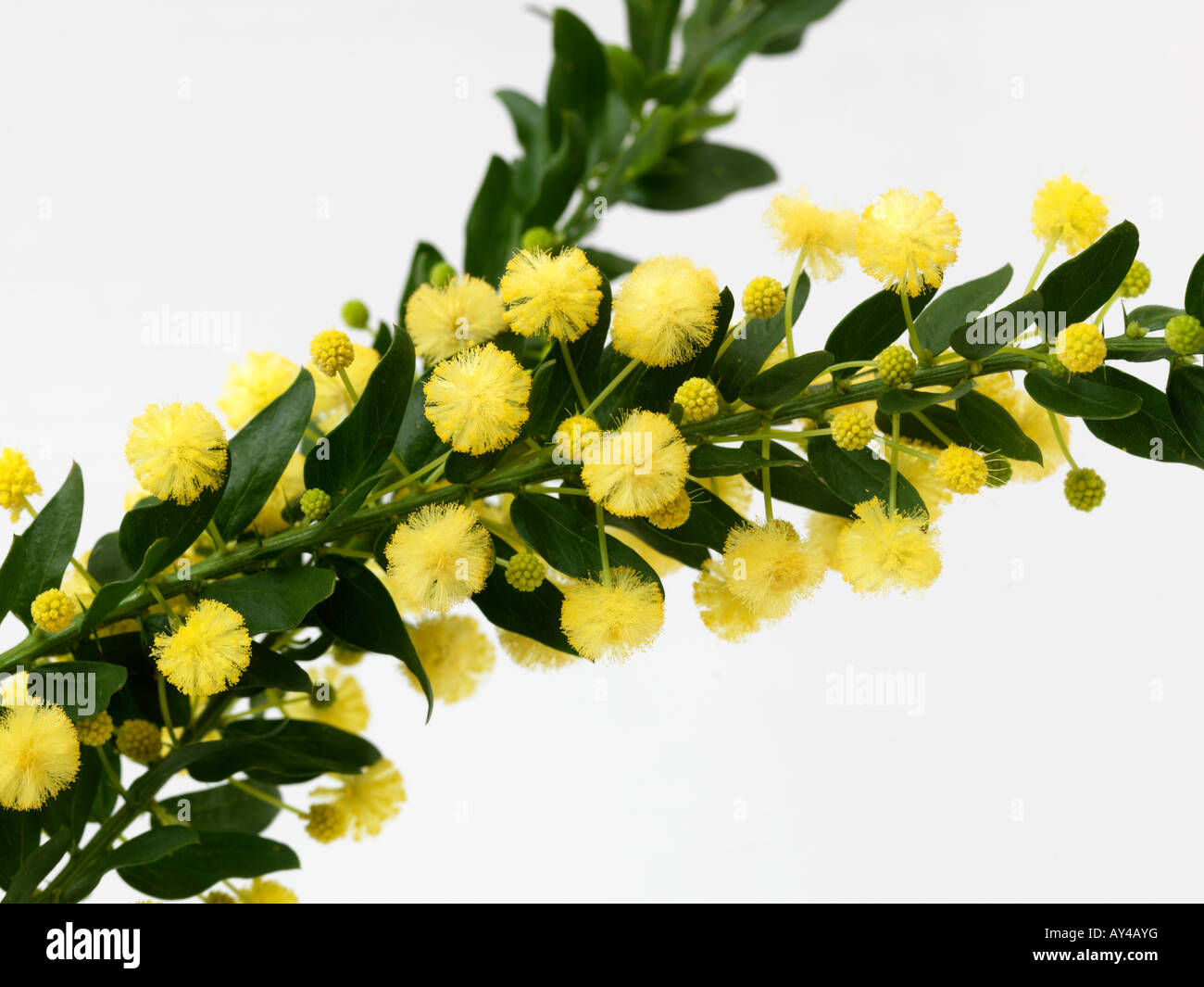Acacia armata Banque de photographies et d’images à haute résolution ...