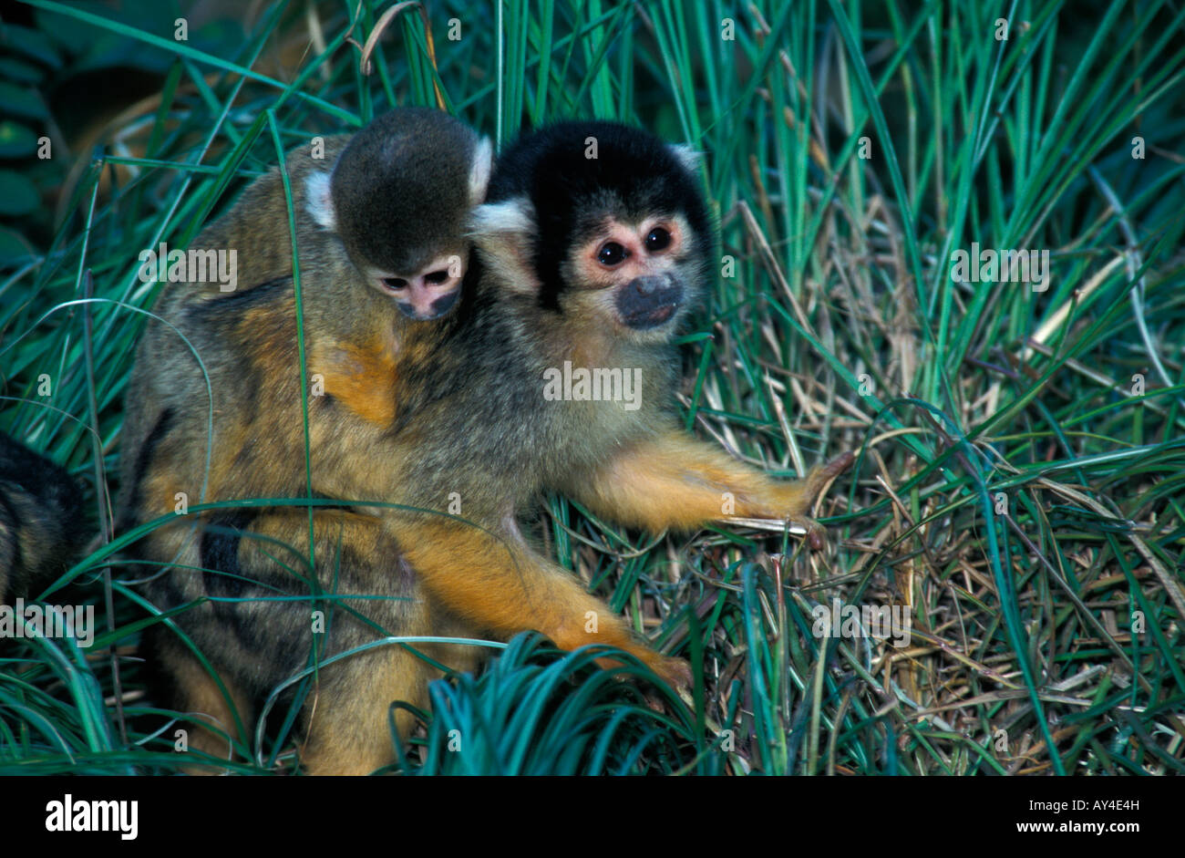 Singe écureuil Saimiri sciureus AMAZON RAINFOREST AMAZONAS BRÉSIL MAZON ...
