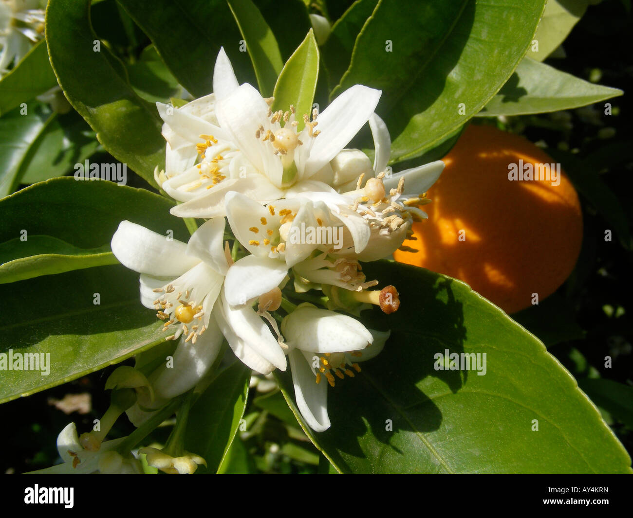 La fleur doranger Banque de photographies et d’images à haute ...