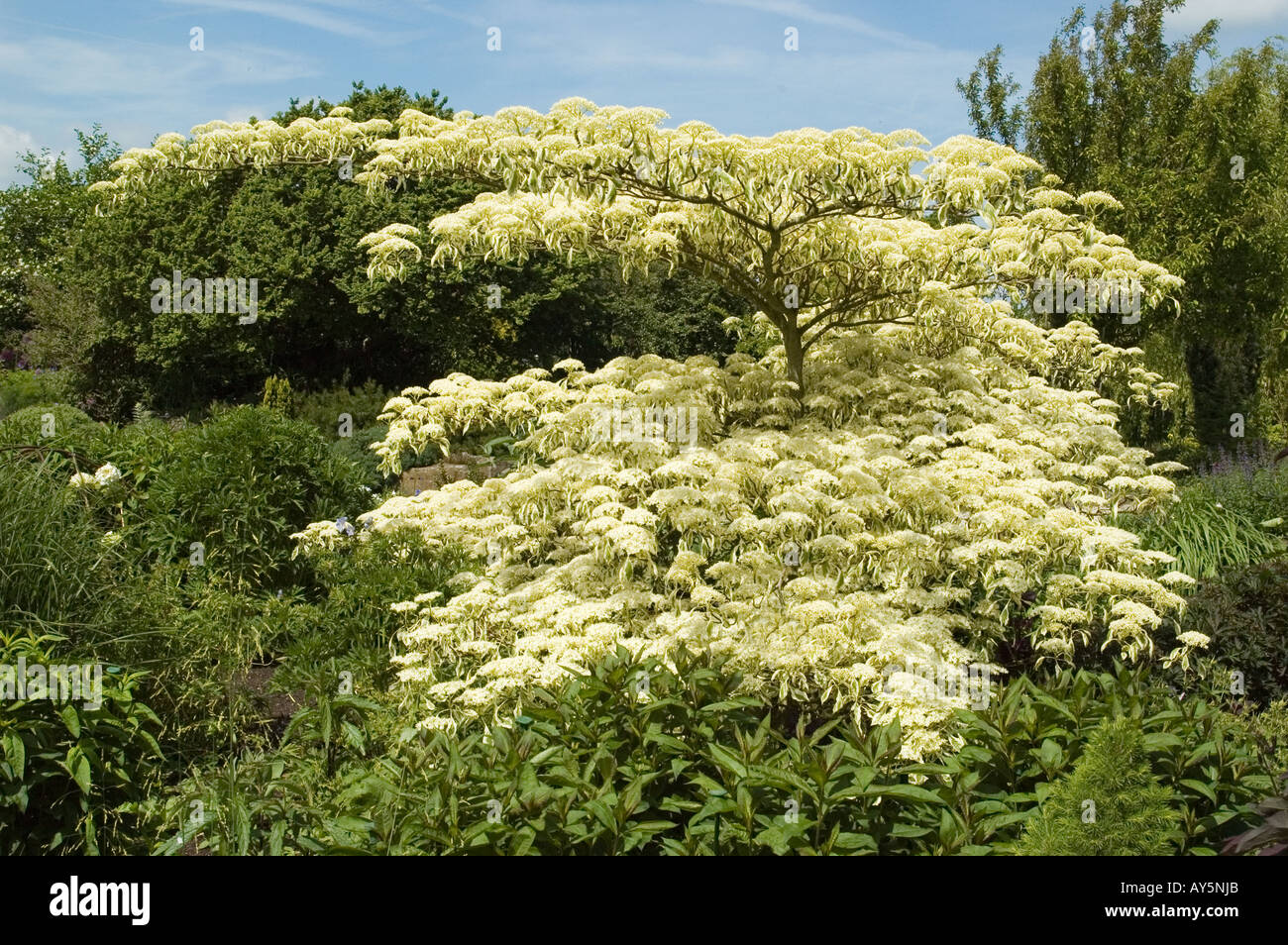 Cornus controversa variegata Banque de photographies et d’images à ...