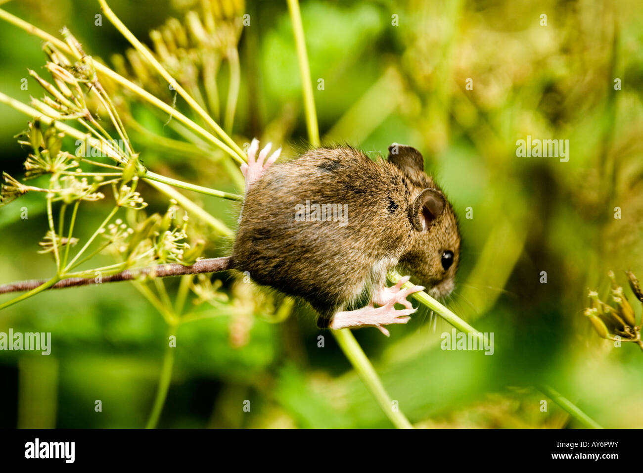 Souris mus musculus Banque de photographies et d’images à haute ...