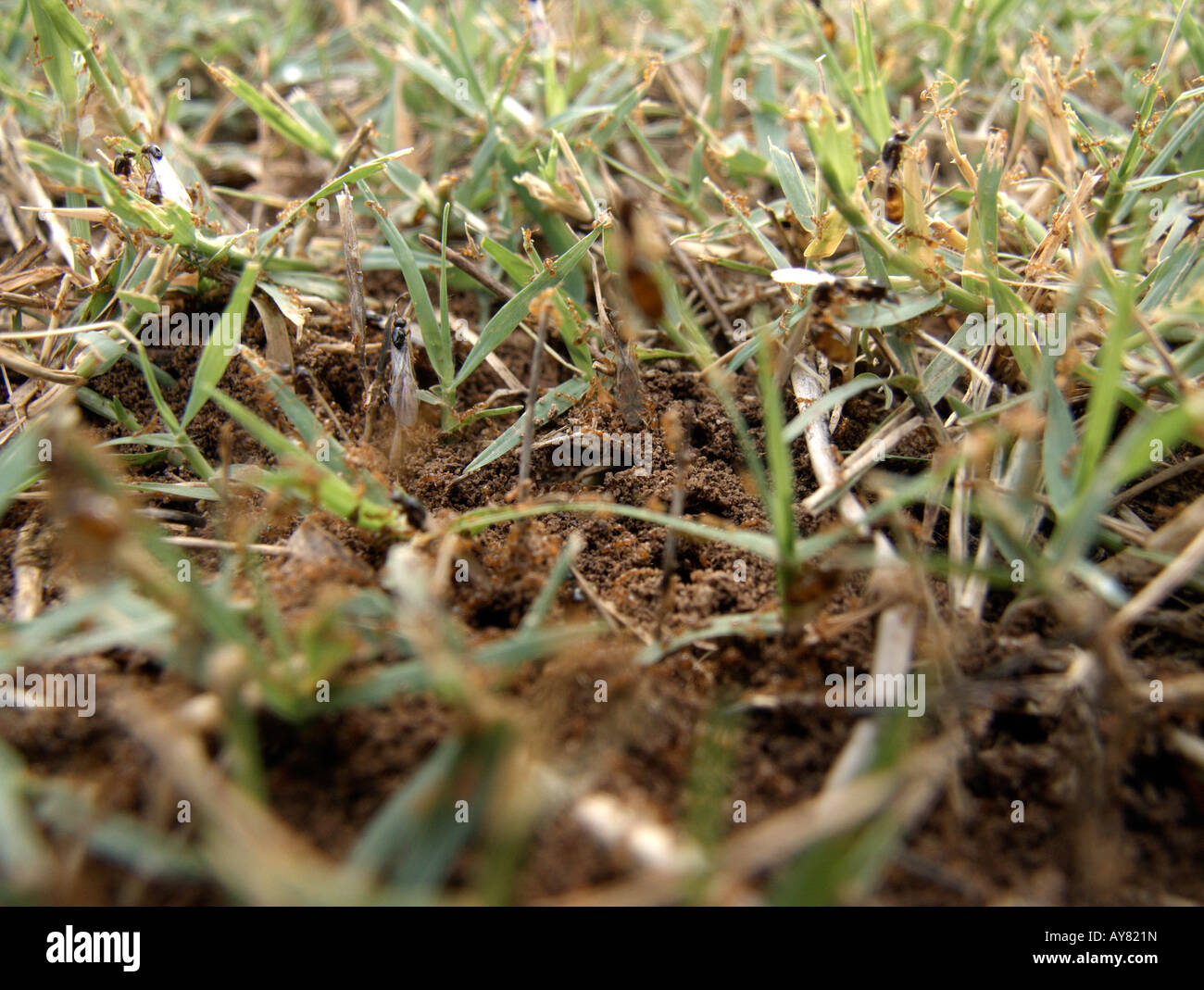 Triticum repens elytrigia repens Banque de photographies et d’images à ...