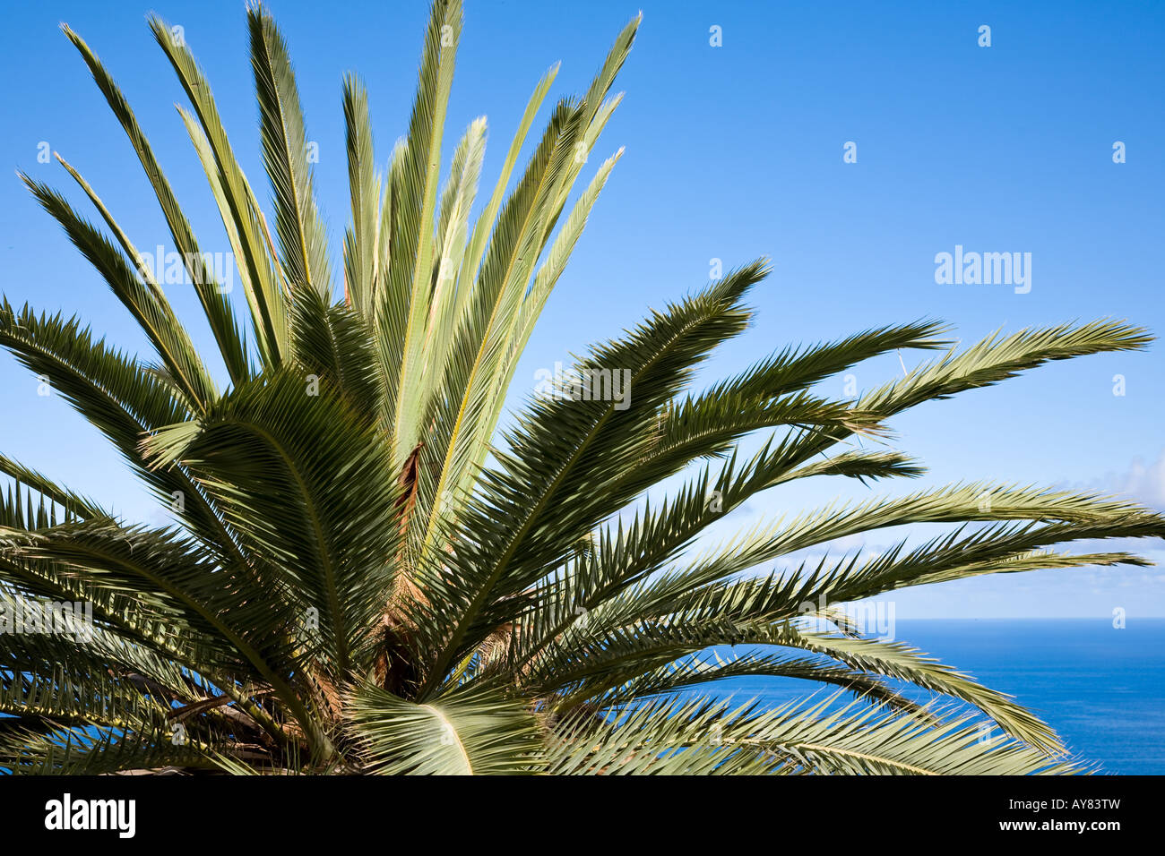 Phoenix canariensis palmier des Canaries Photo Stock - Alamy