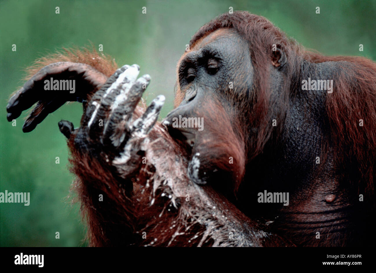 Orang , orang-outan , orang-outan orang orang outang , , , orang utang ...