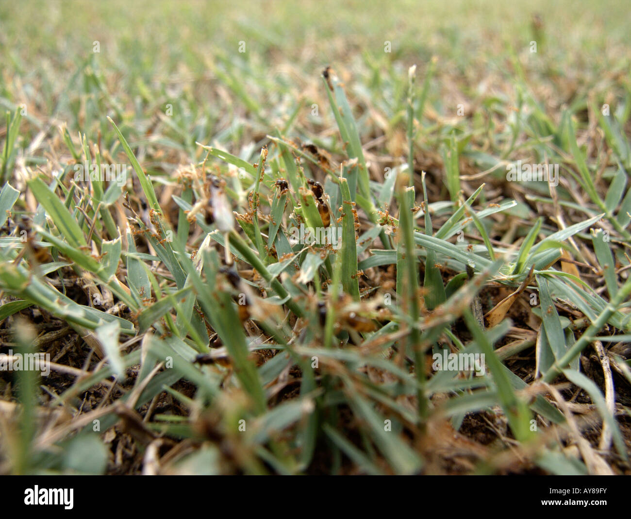 Triticum repens elytrigia repens Banque de photographies et d’images à ...