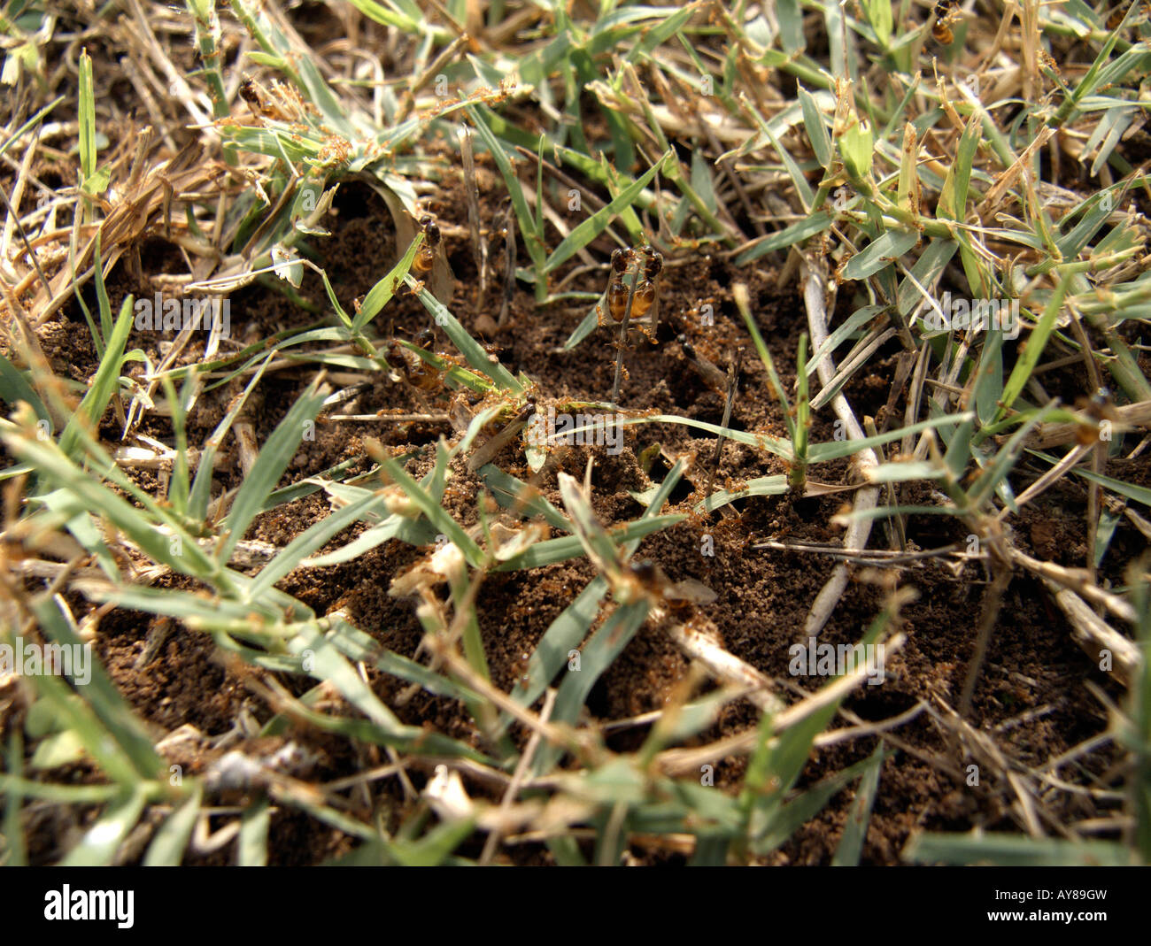Triticum repens elytrigia repens Banque de photographies et d’images à ...