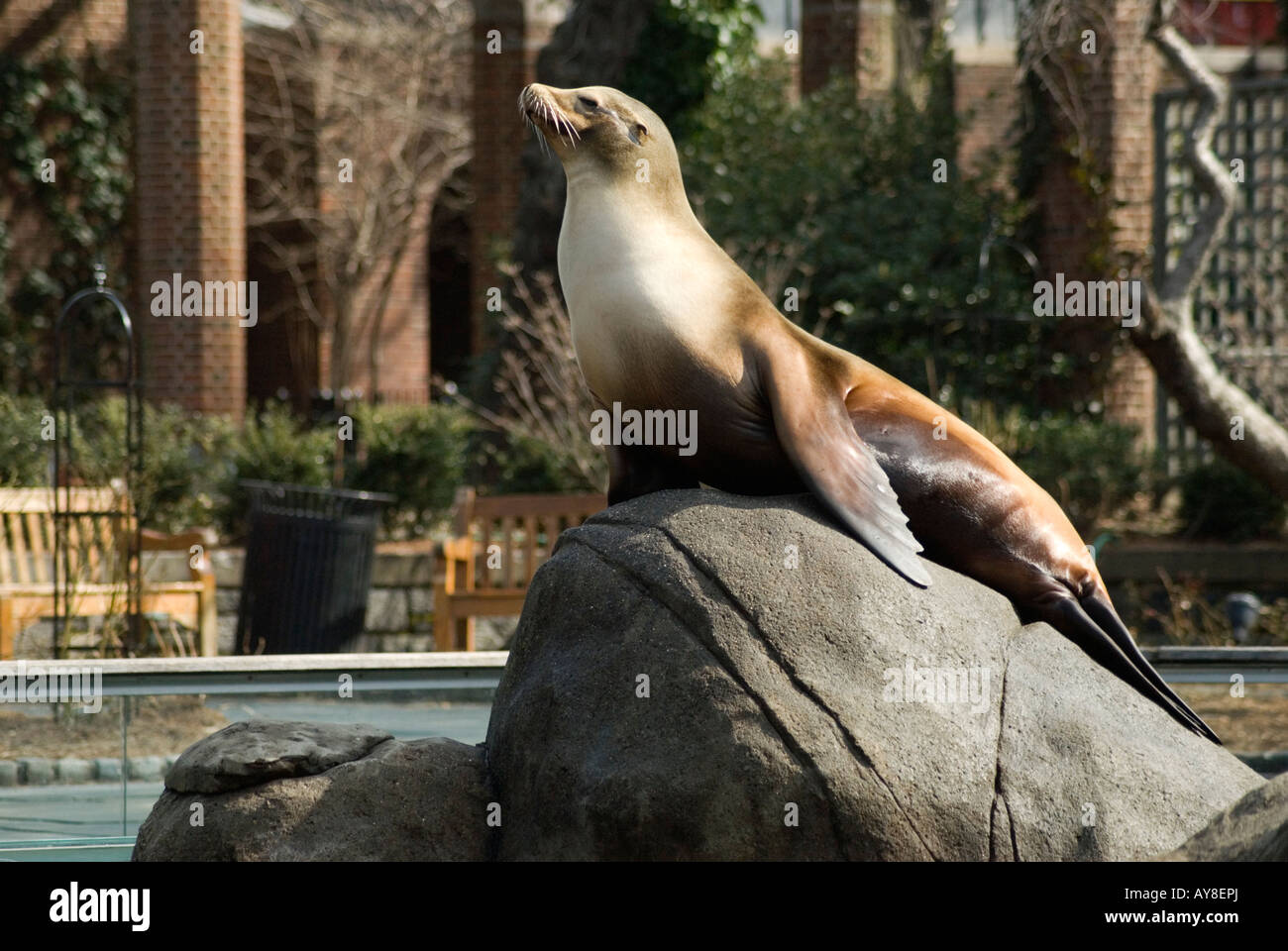 New york zoo central park Banque de photographies et d’images à haute ...