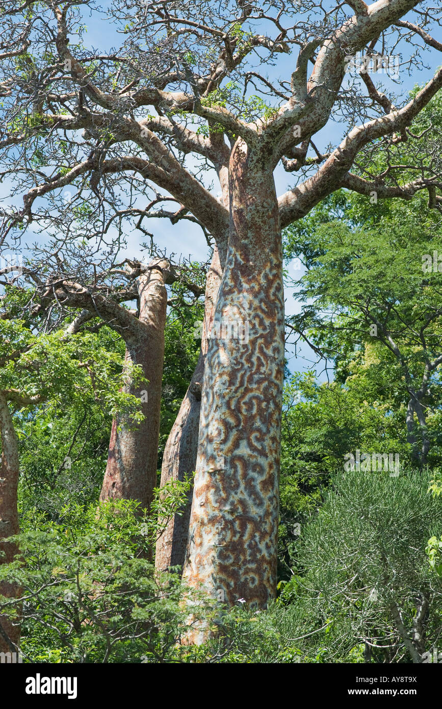 Arbre Multi Tronc Banque d'image et photos - Alamy
